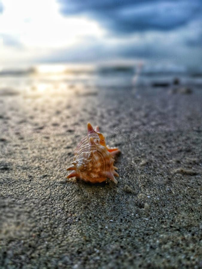 Orange seashell stock photo. Image of blurry, sand, background - 139607872
