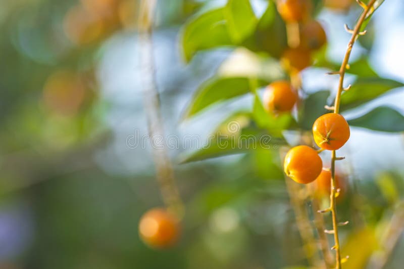 Orange seed stock photo. Image of orchard, green, grow - 37477348