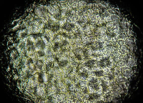 An orange seed peel micro stock photo. Image of microphotography ...