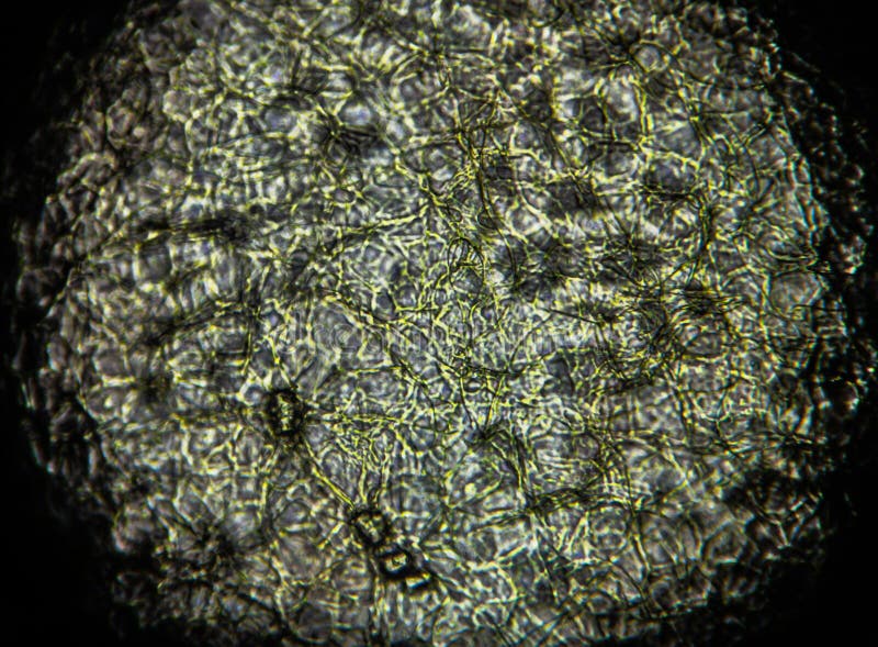 An orange seed peel stock photo. Image of slice, citrus - 212021548