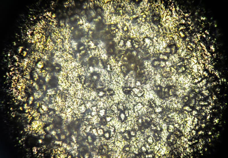 An orange seed peel stock photo. Image of micro, orange - 267876954