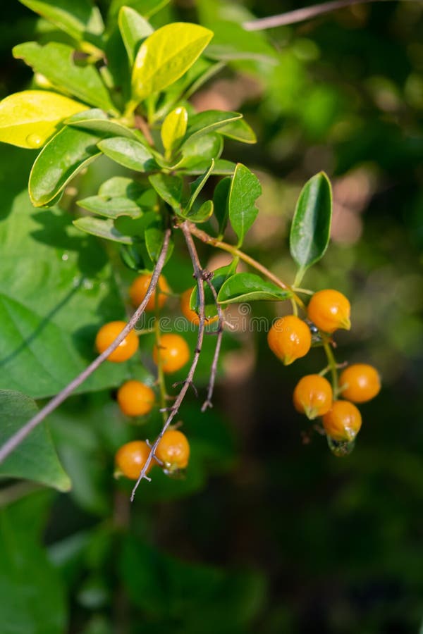 Orange Seeds Os he Plant Duranta Erecta Stock Image - Image of bloom ...