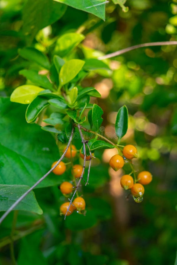 Orange Seeds Os he Plant Duranta Erecta Stock Photo - Image of closeup ...
