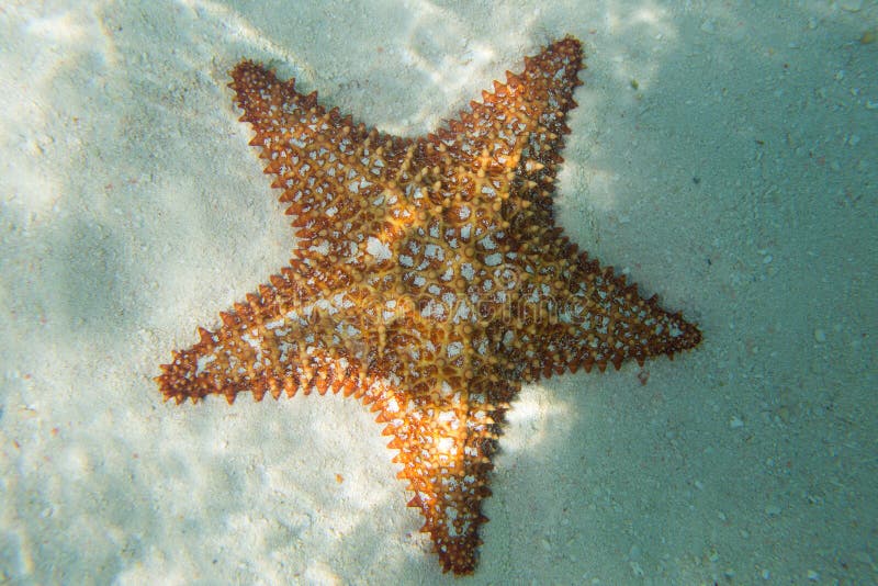 Seesterne Auf Sandigem Meeresgrund Stockfoto - Bild von tier, viel ...