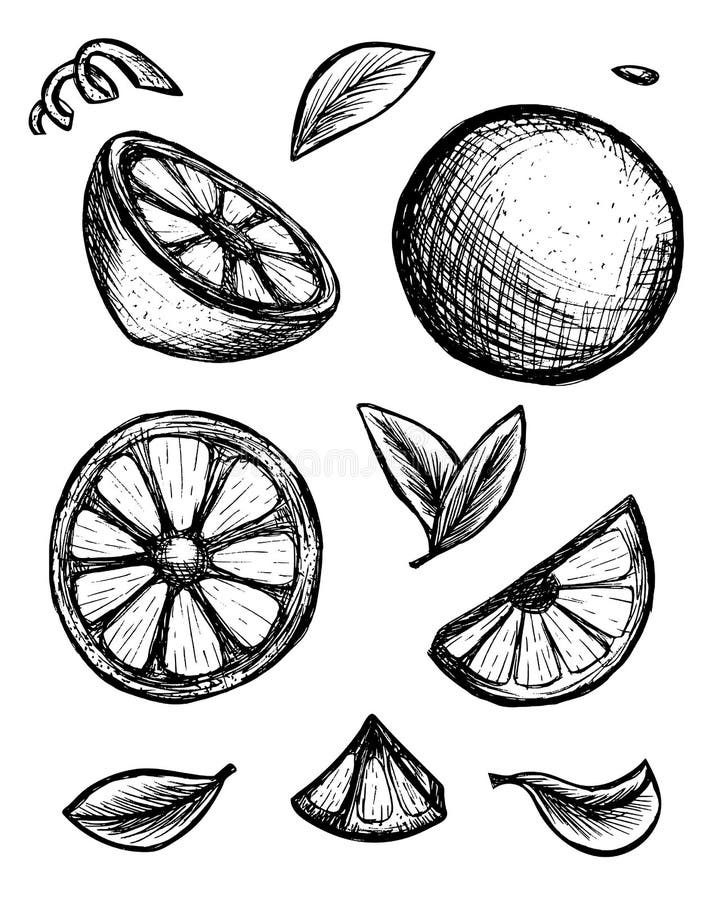 Orange Set. Cut Fruit. Hand Drawn Illustration of Food Sliced ... Orange Set. Cut Fruit. Hand Drawn Illustration of Food Sliced ...