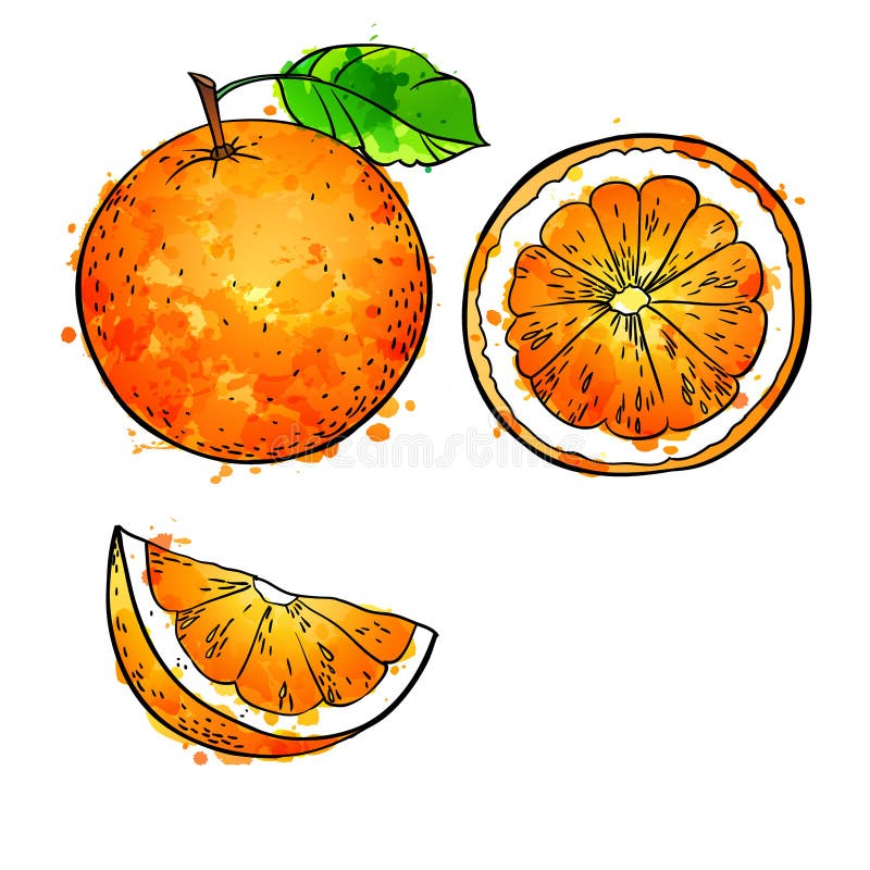 Orange Sketch Linen Vector Illustration Stock Vector - Illustration of ...
