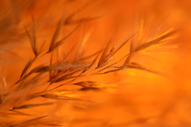 Orange Shadows On Orange Background Stock Photo - Image of wallpaper ...