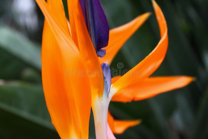 Orange sharp flower. stock image. Image of gardening - 37281337