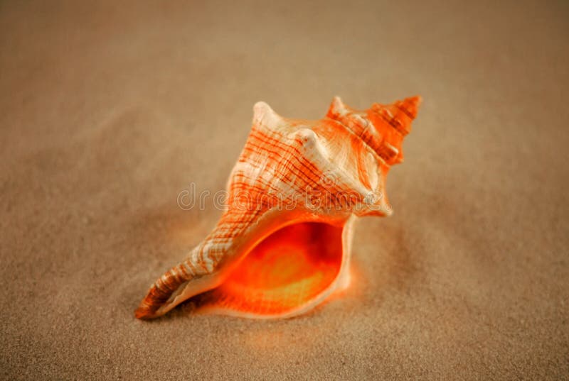Orange Shell stock photo. Image of orange, natural, beautiful - 130196