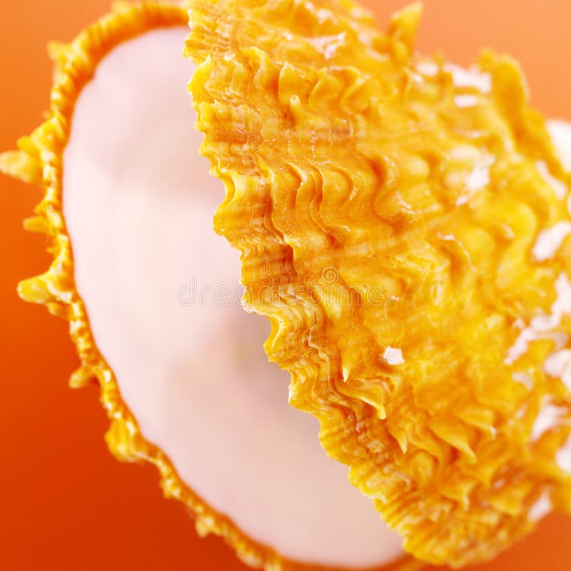 Orange shell stock photo. Image of carapace, hull, tide - 798140
