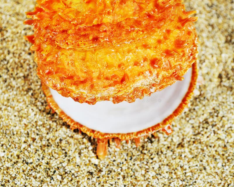 The Orange Shell Picture. Image: 33756417