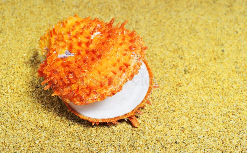 The orange shell stock photo. Image of ajar, scallop - 31314626