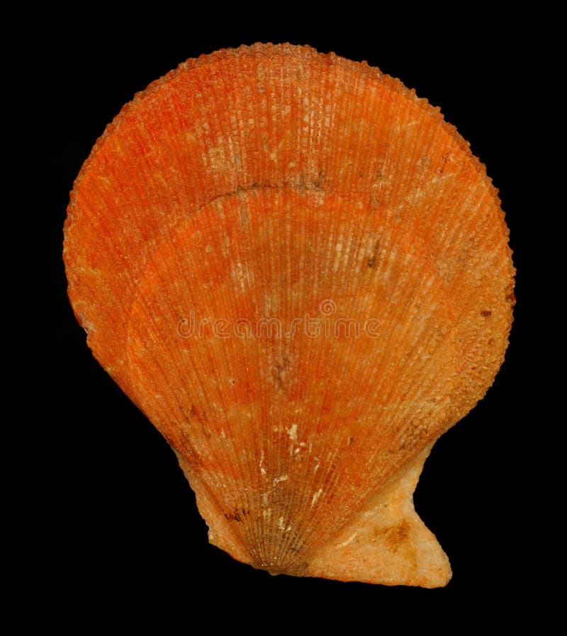 Orange Shell with Cornflakes Structure Stock Photo - Image of ocean ...