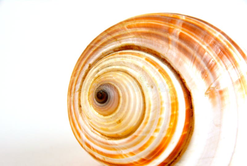 Swirl Shell stock image. Image of fanciful, educated, concentric - 9368633
