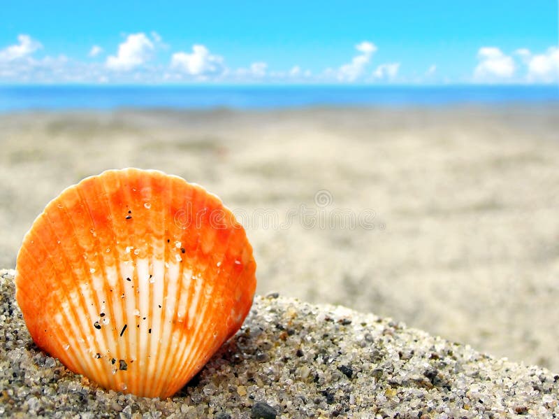Orange shell in beach sand stock photo. Image of aquatic - 146620728