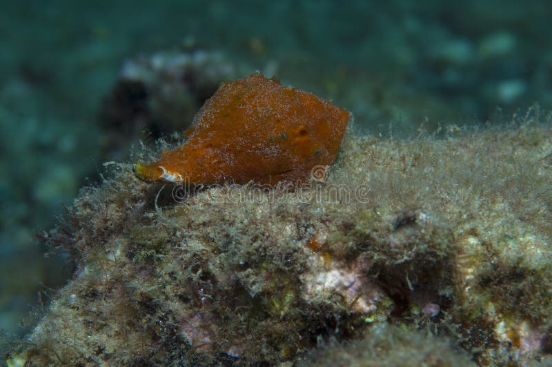 Orange shell stock image. Image of gastropod, pagurus - 79822005