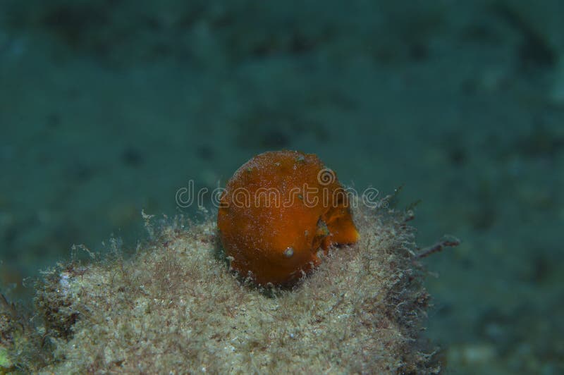 Orange shell stock image. Image of scuba, ocean, animal - 79822051