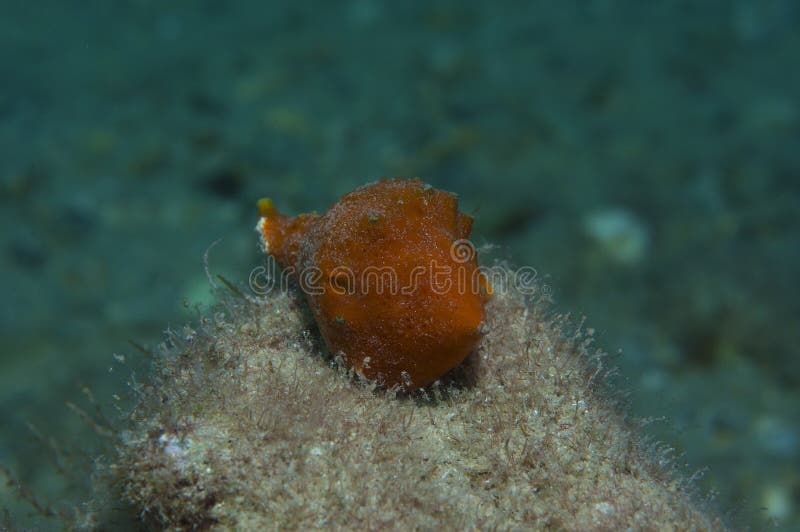 Orange shell stock photo. Image of seashell, pagurus - 79822076