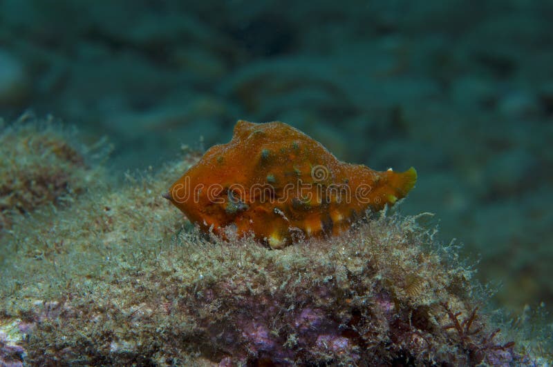 Orange shell stock photo. Image of small, ocean, orange - 79822282