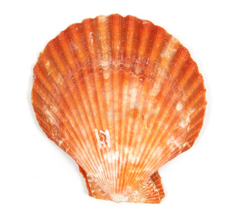 Orange Shell See Pectinidae on the White Stock Image - Image of shell ...