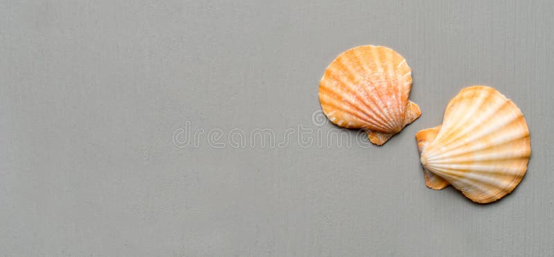 Orange shells stock photo. Image of material, copyspace - 35890988