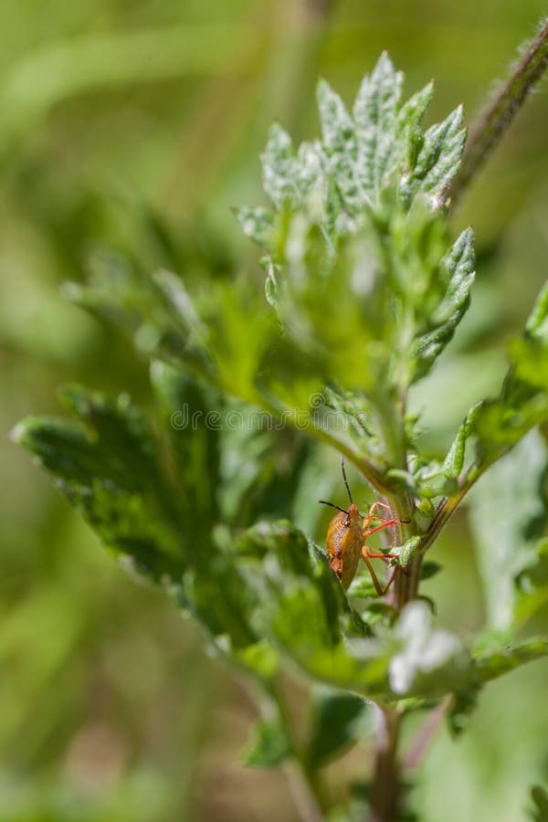 Orange Shield Bug on Wild Plant Stock Photo - Image of fauna, leaves ...