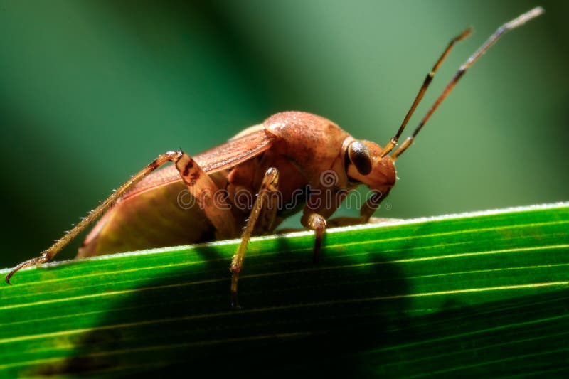 Orange Shieldbug Pentatomoidea Resting on Grass Stock Image - Image of ...