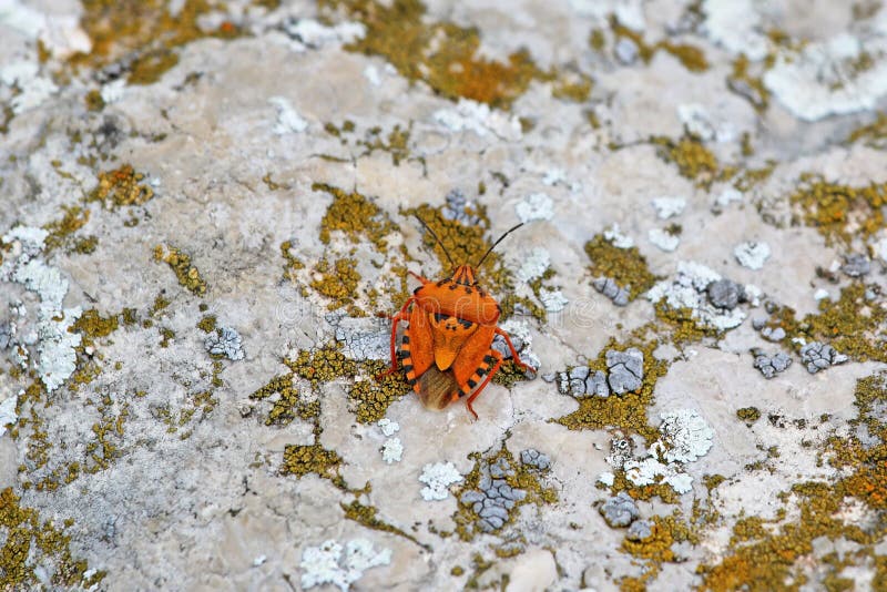 Orange Shieldbug on a rock stock photo. Image of black - 225667448