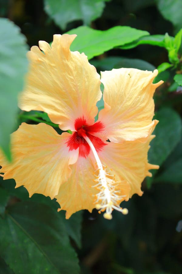Orange shoe flower stock photo. Image of hibiscus, shoe - 60765398
