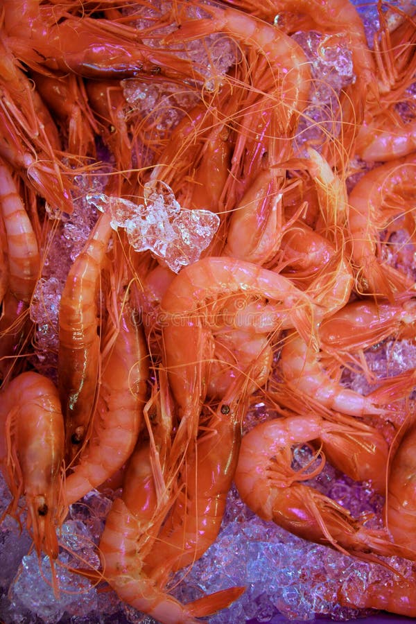 Orange Shrimp, Prawn, Crustacean Over Ice Surface Stock Image - Image ...