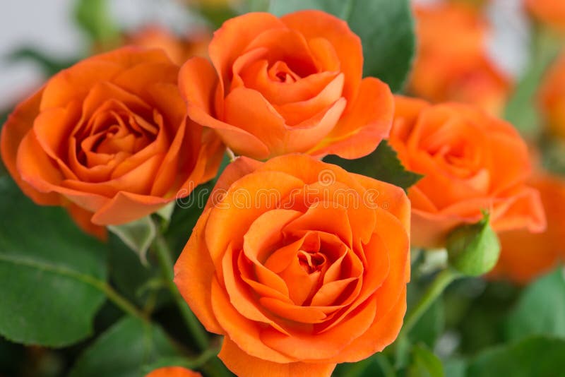 Orange Shrub Rose on Background Stock Image - Image of flower ...