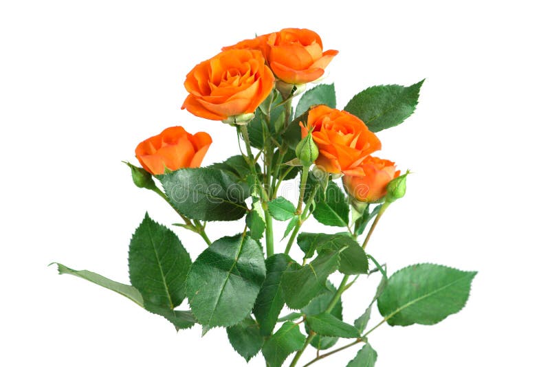 Orange Shrub Rose Bush Isolated on White Stock Image - Image of head ...