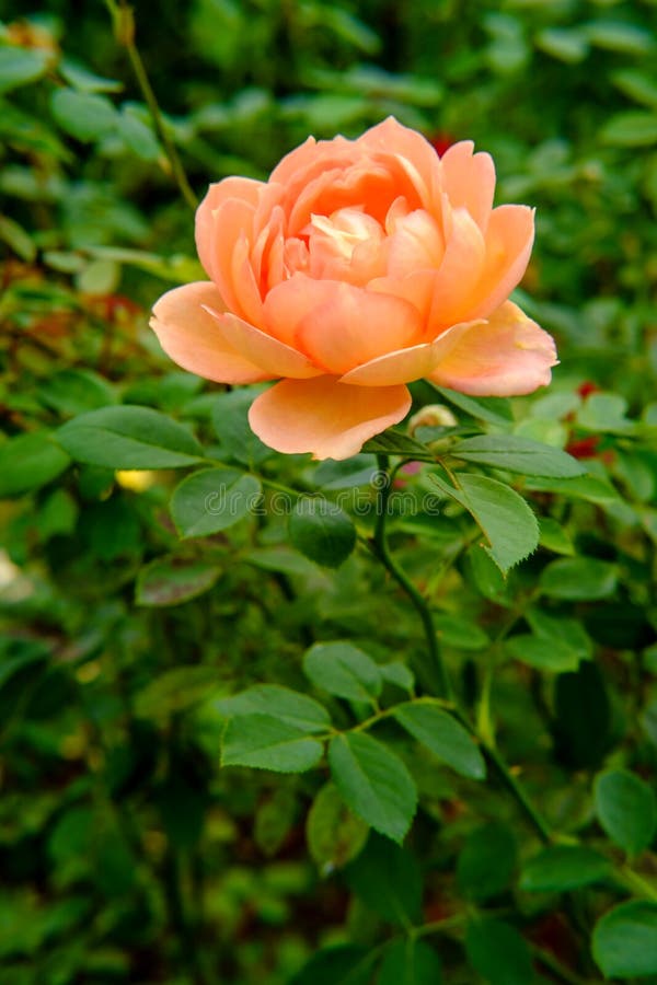 Orange Shrub Rose stock image. Image of blooming, petals - 130660453