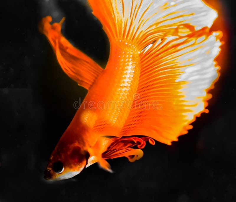 Siam Fighting Fish on Dark Background. Stock Photo - Image of dark ...