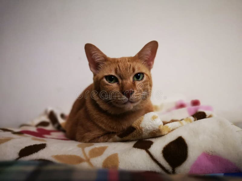 Orange Siamese Cat on Blanket Stock Photo - Image of thailand, cute ...