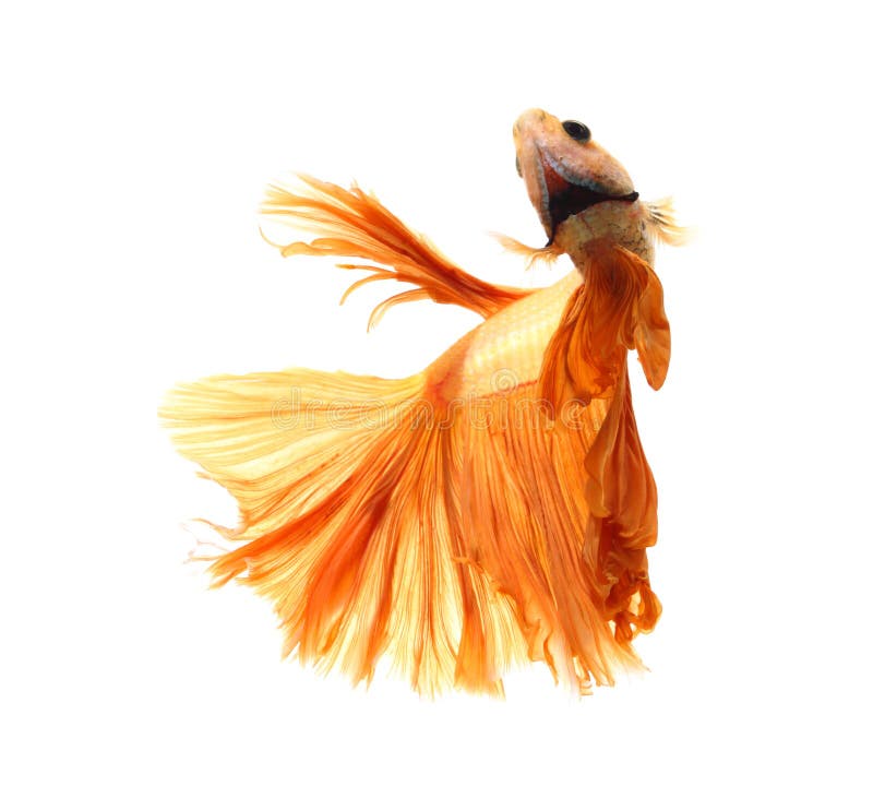 Orange Siamese Fighting Fish, Betta Fish Isolated on White Background ...