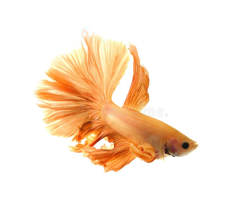 Orange Siamese Fighting Fish, Betta Fish Isolated on White Background ...