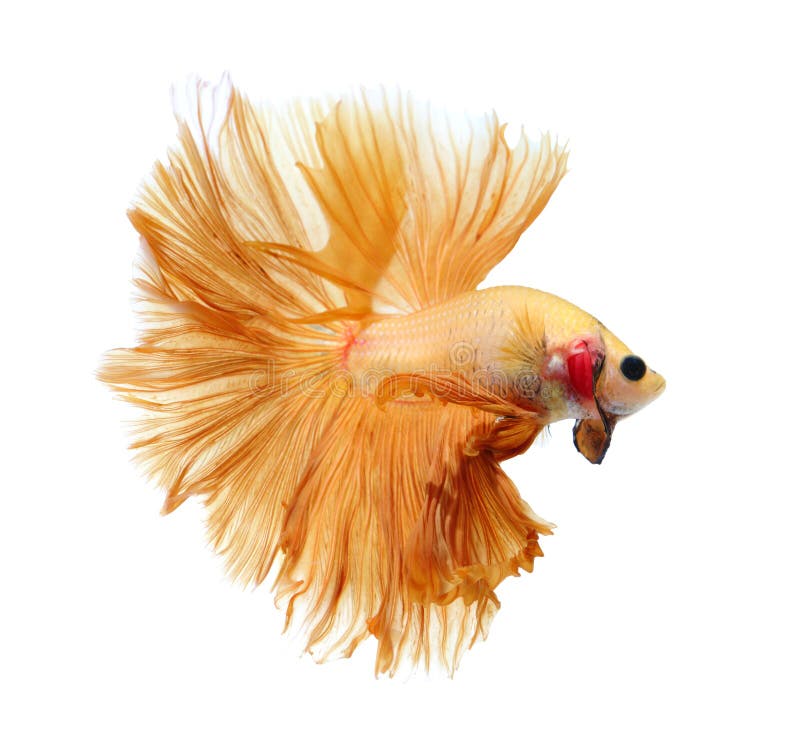 Orange Siamese Fighting Fish, Betta Fish Isolated on White Background ...