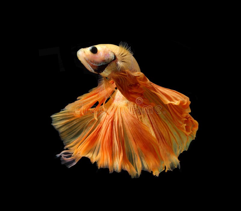 Orange Siamese Fighting Fish Isolated on Black Background. Stock Image ...