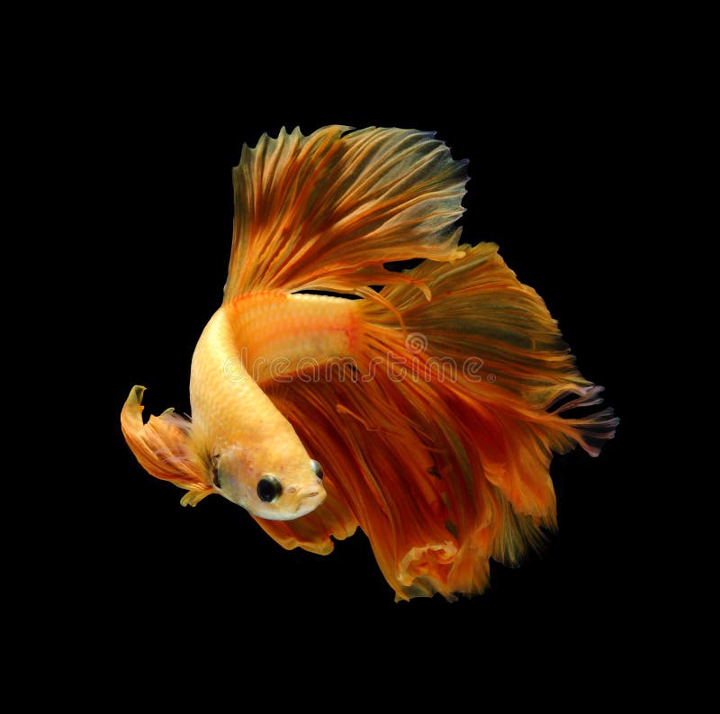 Orange Siamese Fighting Fish Isolated on Black Background. Stock Photo ...