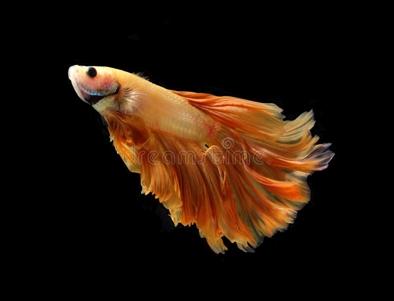 Orange Siamese Fighting Fish Isolated on Black Background.Copy S Stock ...