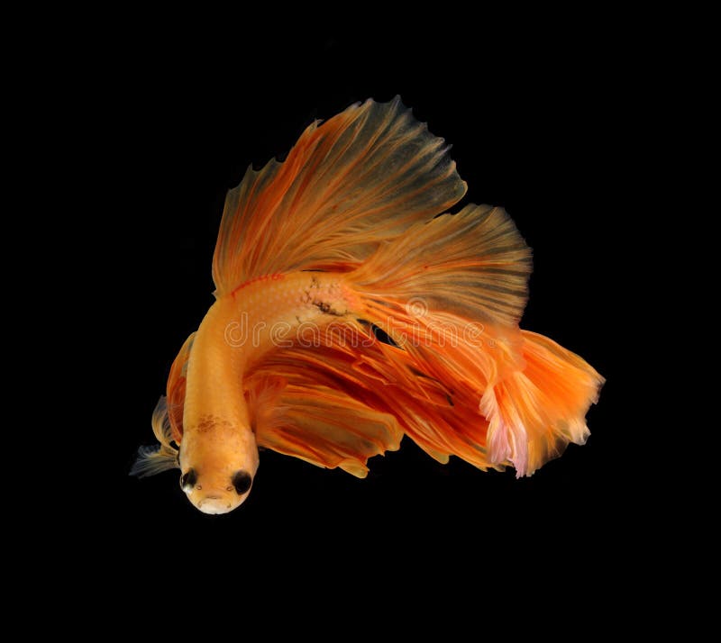 Orange Siamese Fighting Fish Isolated on Black Background.Copy S Stock ...