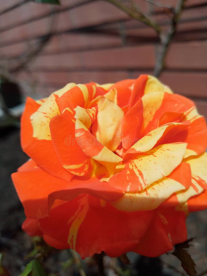 Sickle Explosion Stock Photos - Free & Royalty-Free Stock Photos from ...