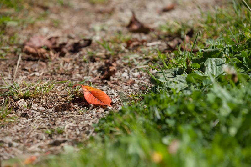 An Orange Single Leaf Long a Mountain Path at Fall Stock Photo - Image ...