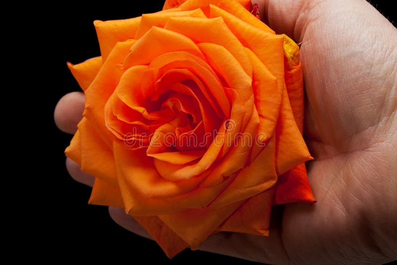 Orange single rose stock image. Image of cream, macro - 32712393