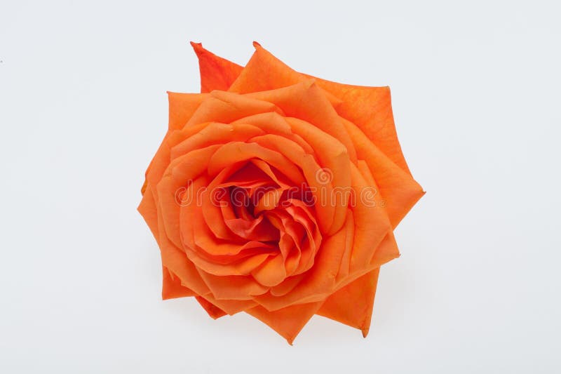 Orange Single Rose Isolated on White Background Stock Image - Image of ...