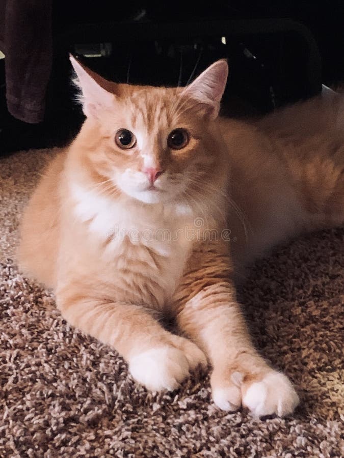 Sebastian Hemingway cat stock photo. Image of orange - 274418722