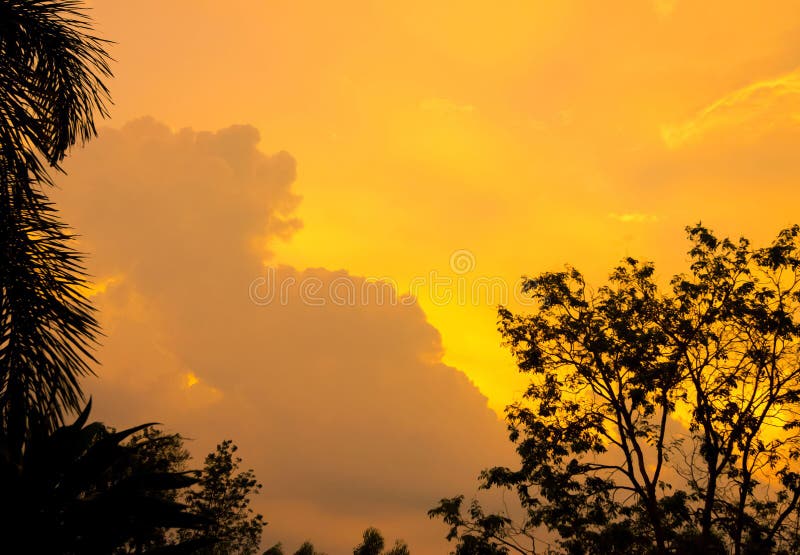 Orange Sky after Rain with Tree Silhouette, Background Stock Image ...