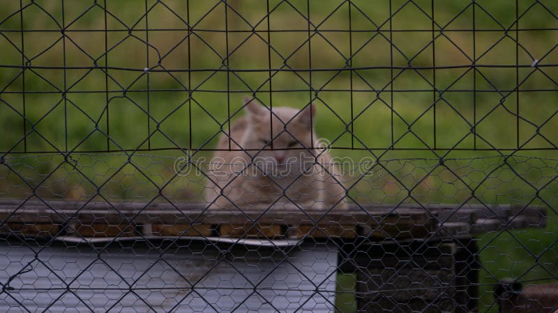 Orange Sleepy Cat Behind a Metal Net Stock Photo - Image of metal ...