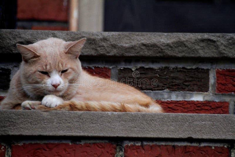 Orange Sleepy Cat on a Doorstep Stoop Stock Image - Image of fashion ...